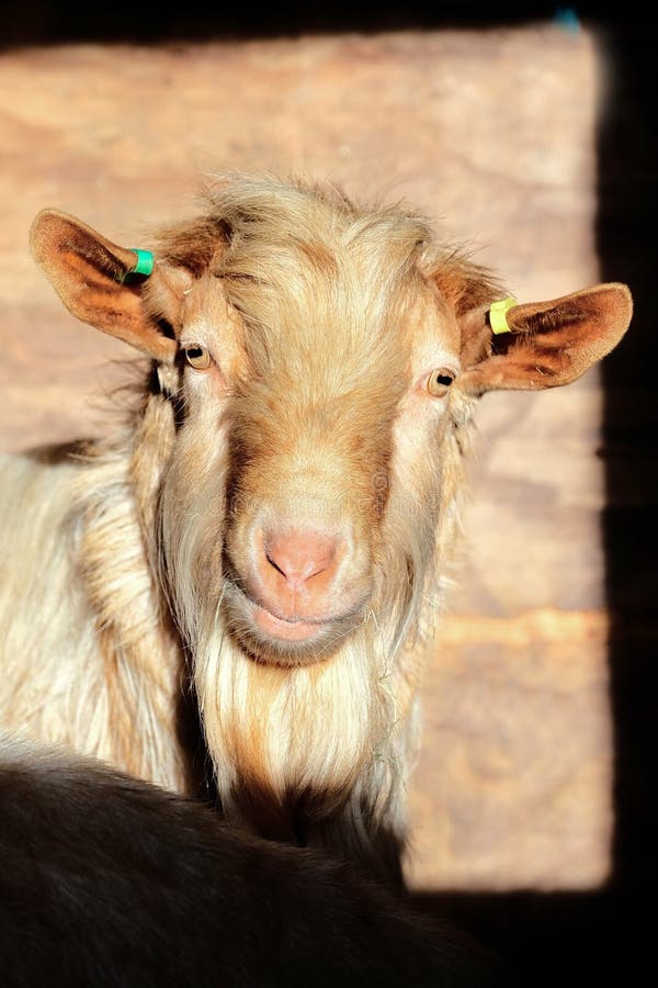 Goats head stock image. Image of portrait, farming, domestic - 158242613