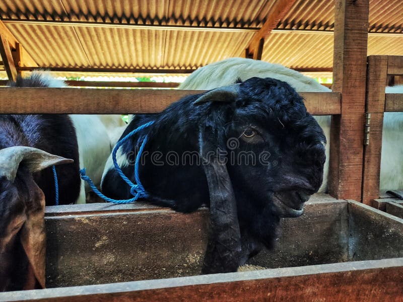Goats in a Healthy, Fat and Dense Fur Breeding Cage Suitable for Eid Al ...