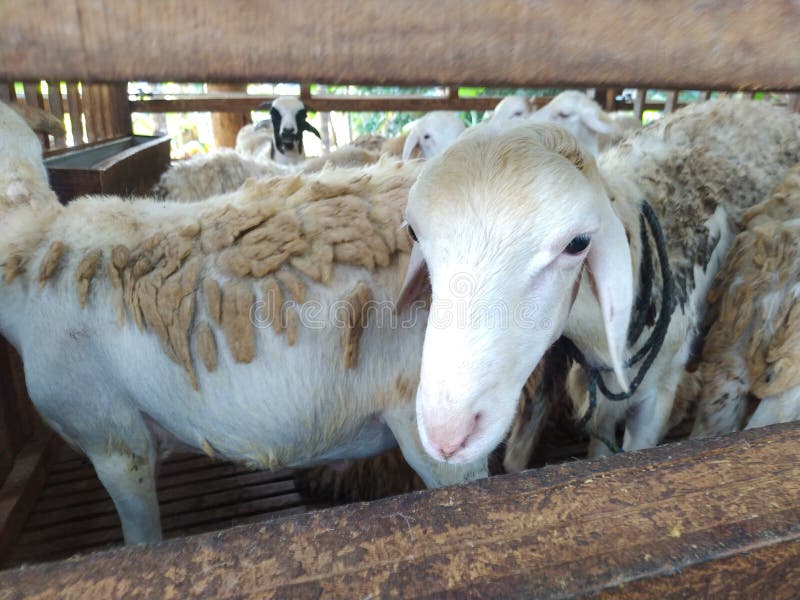 Goats in a Healthy, Fat and Dense Fur Breeding Cage Suitable for Eid Al ...