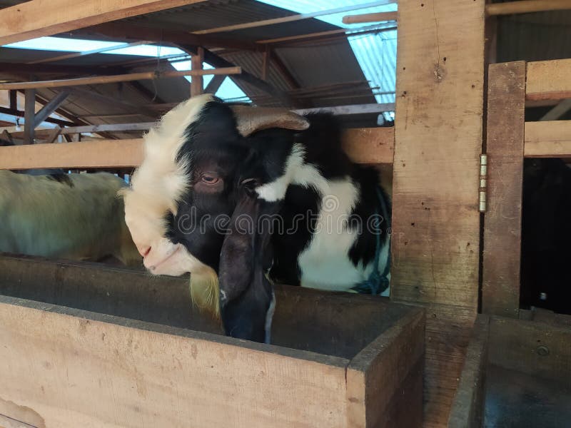 Goats in a Healthy, Fat and Dense Fur Breeding Cage Suitable for Eid Al ...