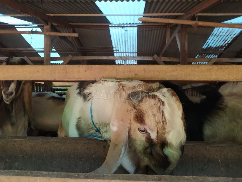 Goats in a Healthy, Fat and Dense Fur Breeding Cage Suitable for Eid Al ...