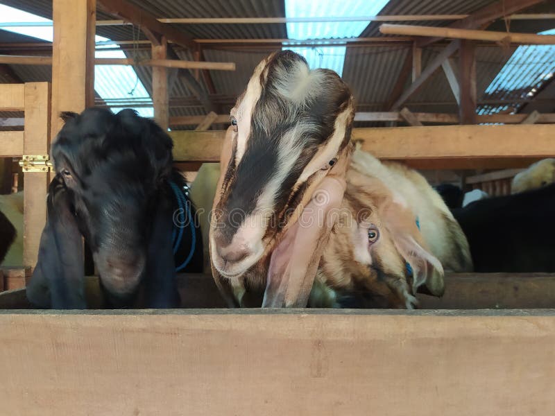 Goats in a Healthy, Fat and Dense Fur Breeding Cage Suitable for Eid Al ...