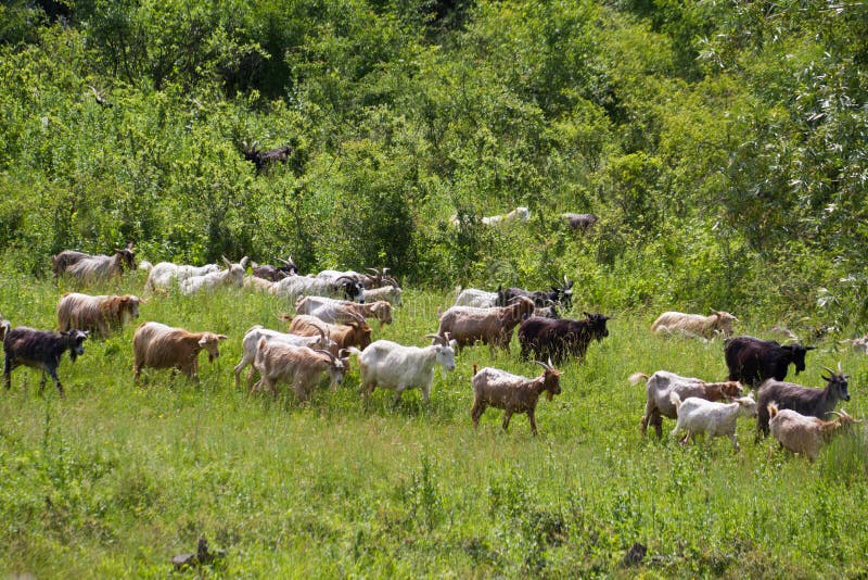 Goats heard stock photo. Image of feeding, goats, land - 22722036