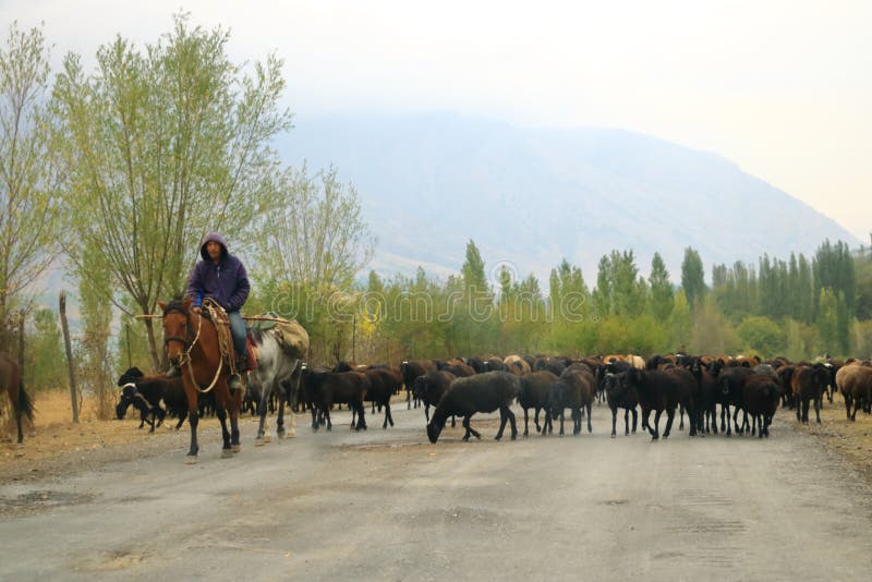 Goats Herd in the Middle of the Road in Uzbekistan Stock Photo - Image ...