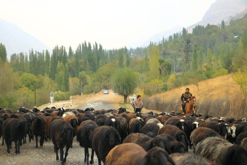Goats Herd in the Middle of the Road in Uzbekistan Editorial ...