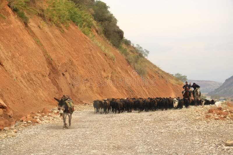 Goats Herd in the Middle of the Road in Uzbekistan Stock Image - Image ...