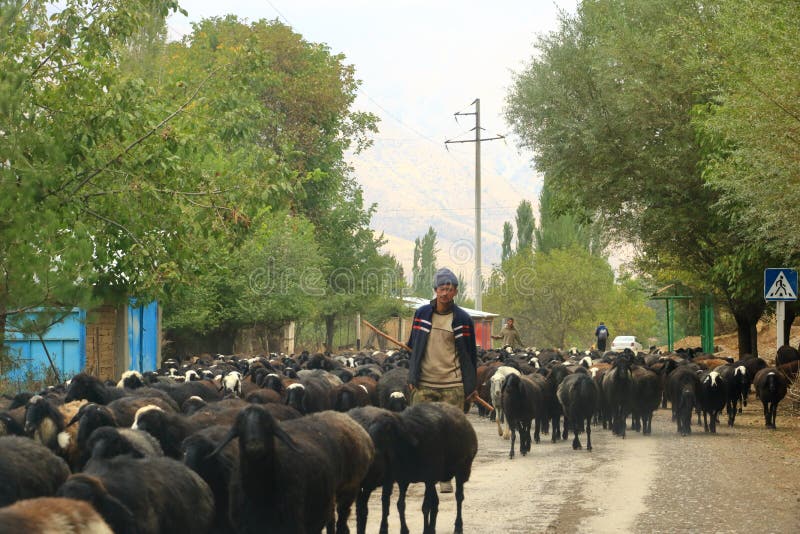 Goats Herd in the Middle of the Road in Uzbekistan Stock Photo - Image ...