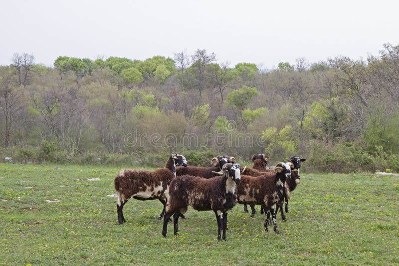 Goats in Istria stock image. Image of goats, livestock - 75118217