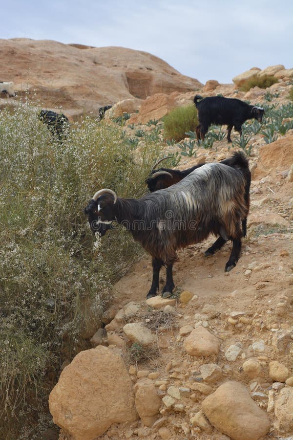 Goats in jordan stock photo. Image of scarlet, goats - 122233384