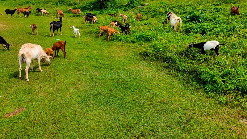 The Goats are Kept by the Local People Who are Being Grazed in the ...