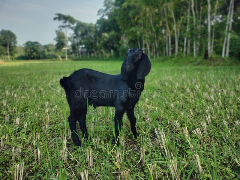 Goats Kid is Eating Grass in the Field Stock Photo - Image of farm ...