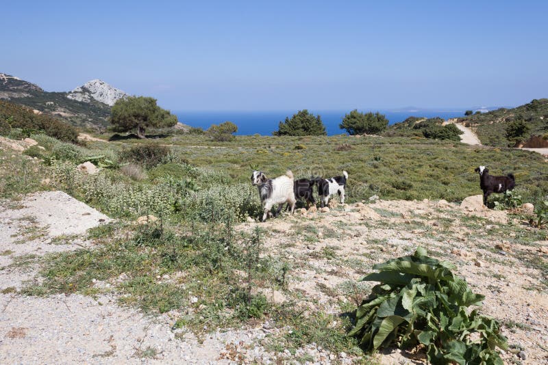 Goats stock photo. Image of mediterranean, tree, greece - 77404950
