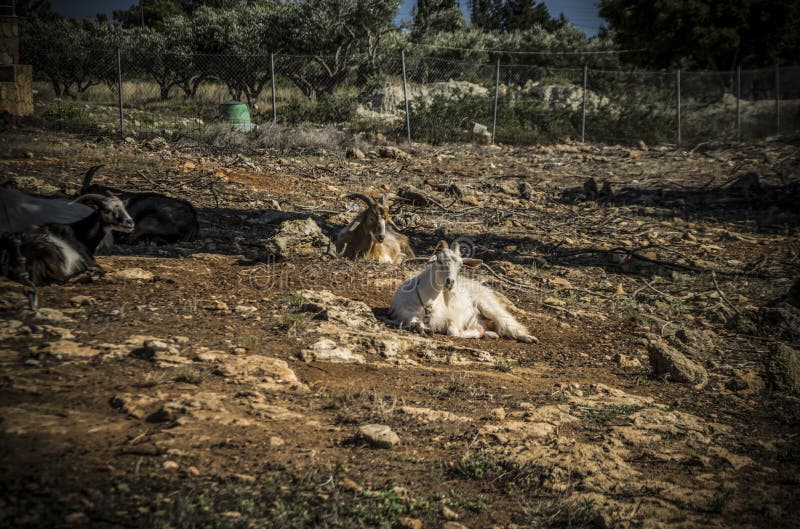 Goats laying in the sun stock image. Image of daylight - 261978997