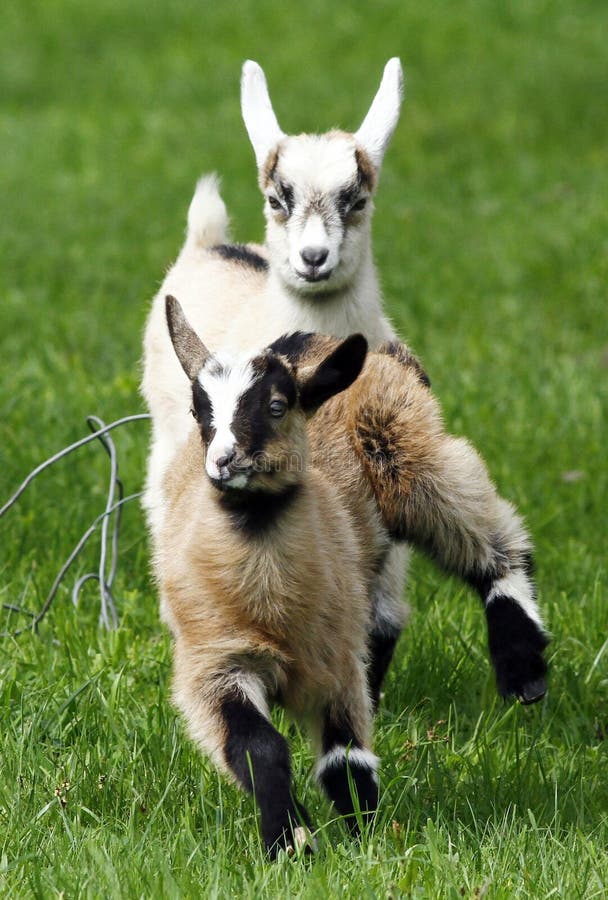 Goats stock photo. Image of bony, playing, wildlife, habitat - 50170064
