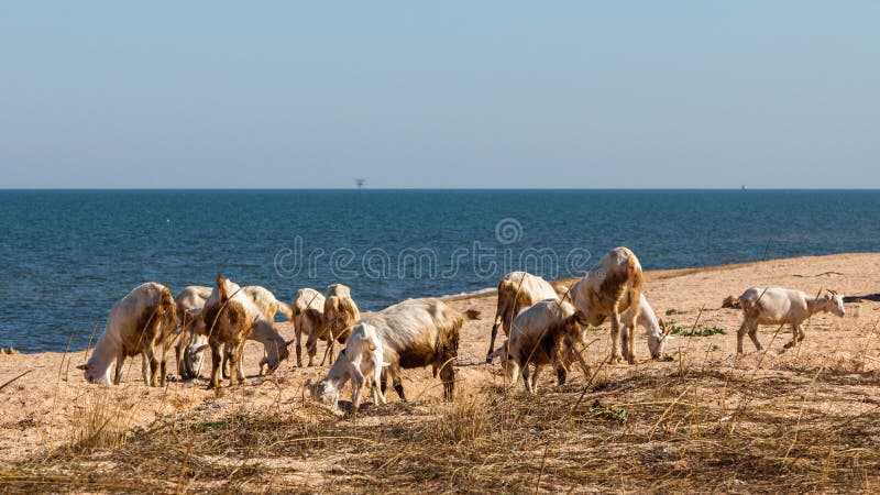 Goats on the beach stock image. Image of looking, search - 103181707