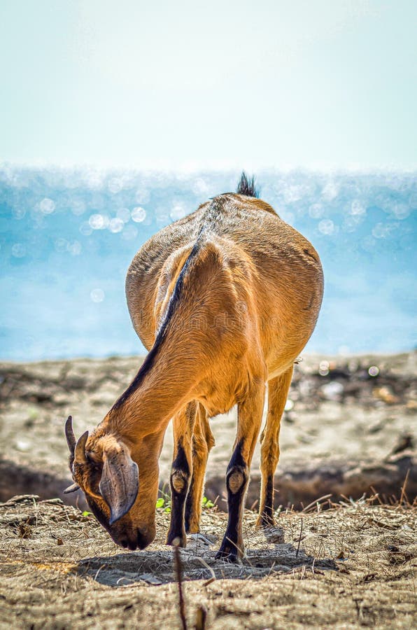 Goats are Looking for Food on the Beach Stock Image - Image of goat ...