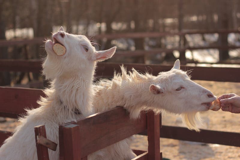 Goats stock image. Image of chew, mild, relax, lunch - 57550479