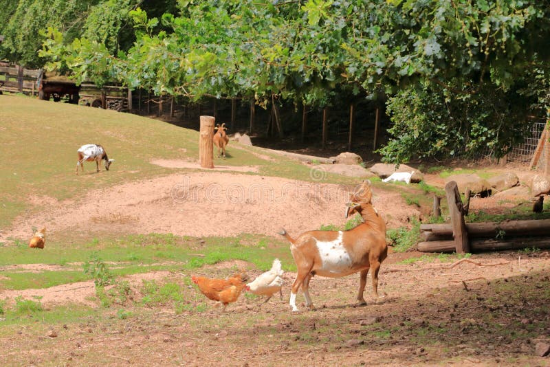 Goats during Lunch in a Park Stock Photo - Image of livestock, black ...