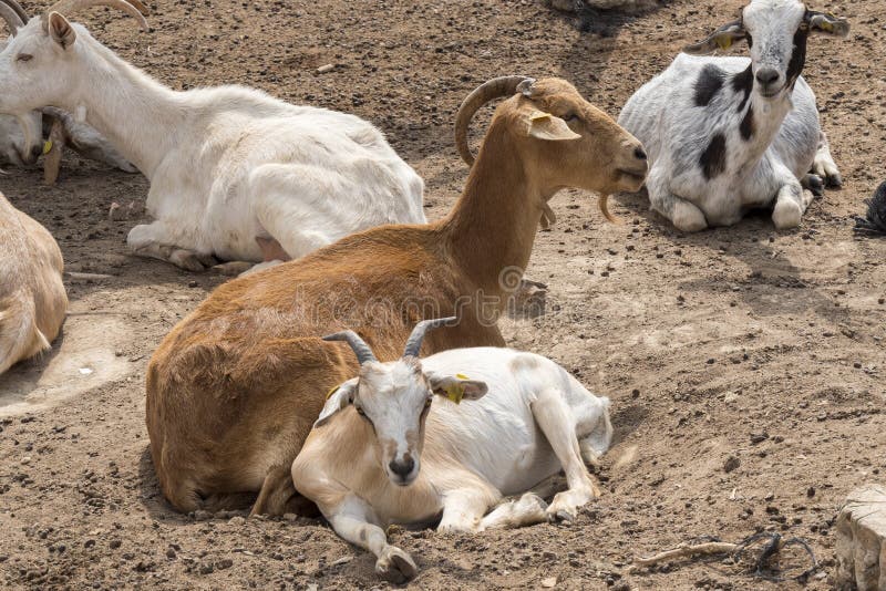 Goats lying resting stock photo. Image of farming, farm - 57900194