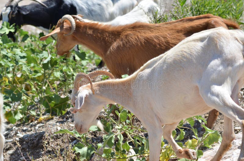A goat stock photo. Image of domestic, horn, food, buff - 95904246