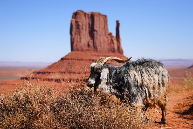 Goats at monument valley stock image. Image of landscape - 13181637