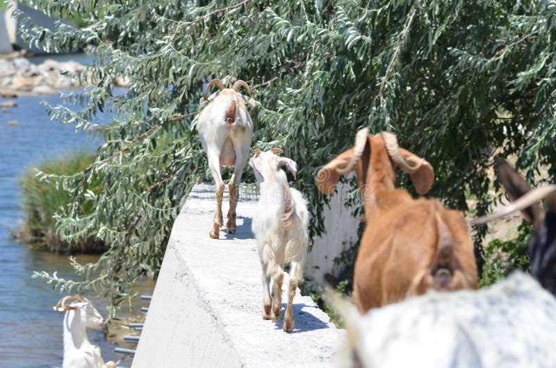 A goat stock photo. Image of domestic, horn, food, buff - 95904246