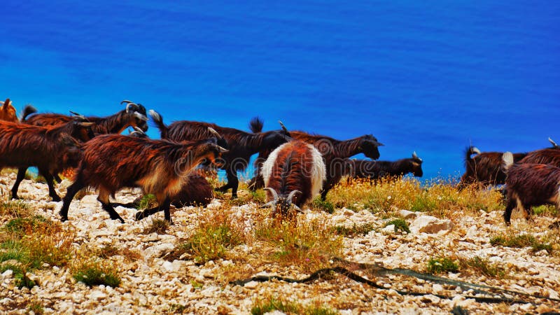 Goats in the Mountain of Argentinian Stock Image - Image of argentina ...