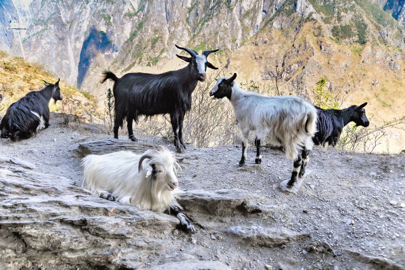Goats in China S Rural Areas Stock Photo - Image of ears, outdoor: 28244914