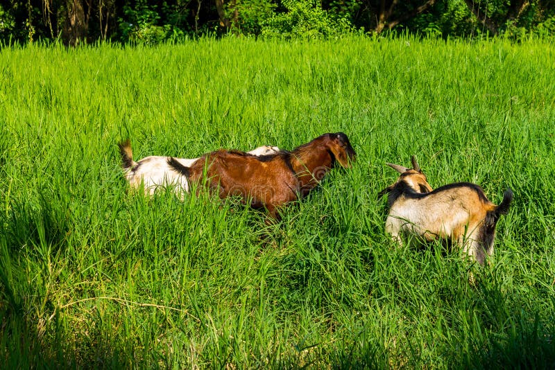 Goats in Natural Background Stock Photo - Image of background, munch ...