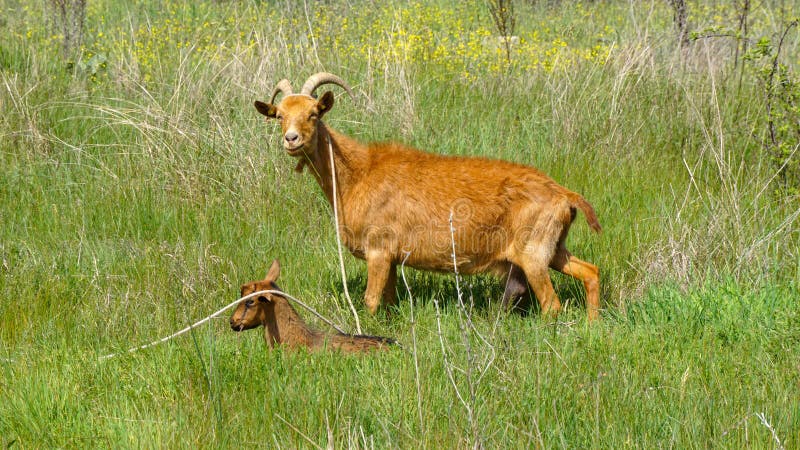 Goats in Nature. Livestock Animals at Pasture in Spring Stock Photo ...