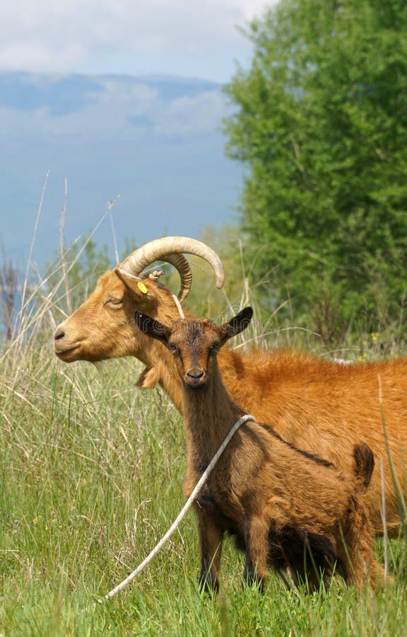 Goats in Nature. Livestock Animals at Pasture in Spring Stock Photo ...