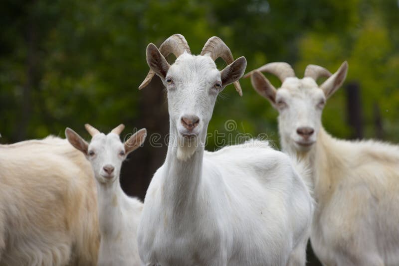 Goats in nature. stock image. Image of horned, cloven - 190626521
