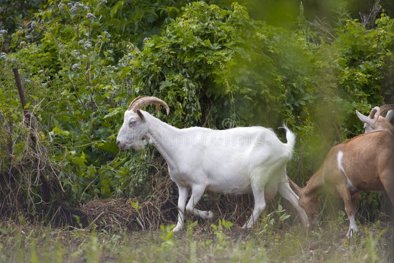 Goats in nature. stock photo. Image of pasture, garden - 190626548