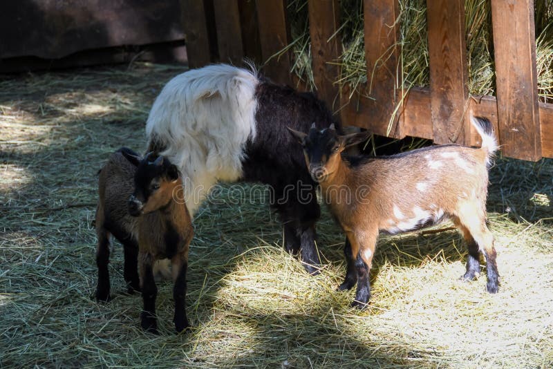 Goats near the feeder stock image. Image of wool, wildlife - 254705087
