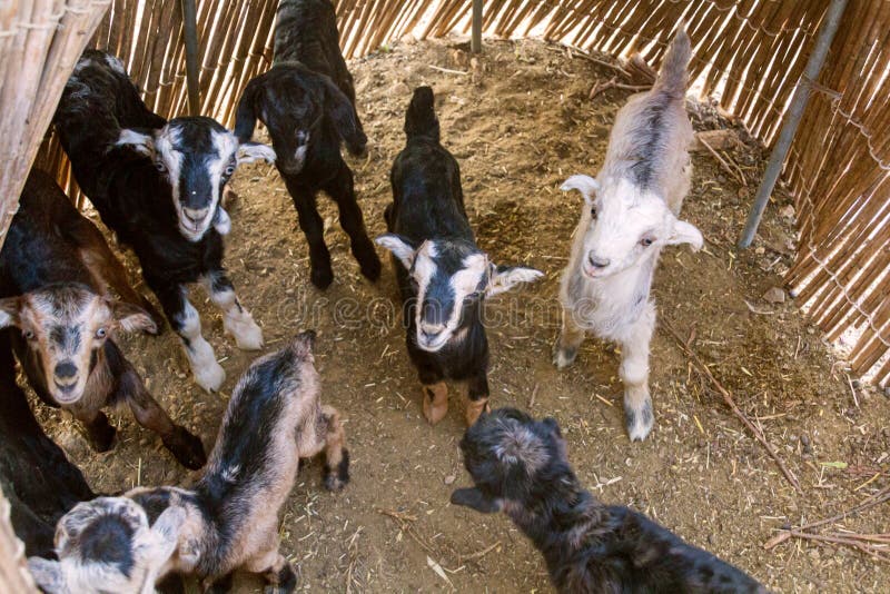 Goats in a Nomad Camp in Zagros Mountains, Ir Stock Image - Image of ...