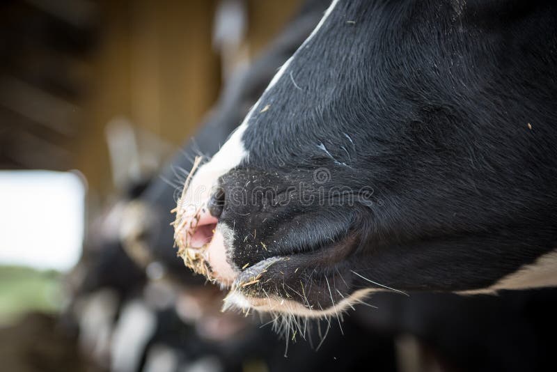 Goats, Nose, Snout, Goat stock photo. Image of snout - 120957920
