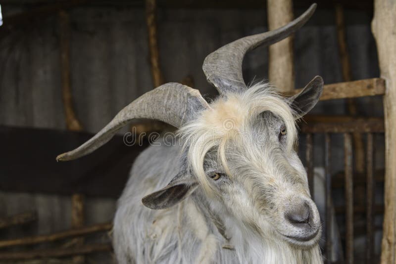 Goats stock image. Image of aries, antler, grass, domestic - 40814781
