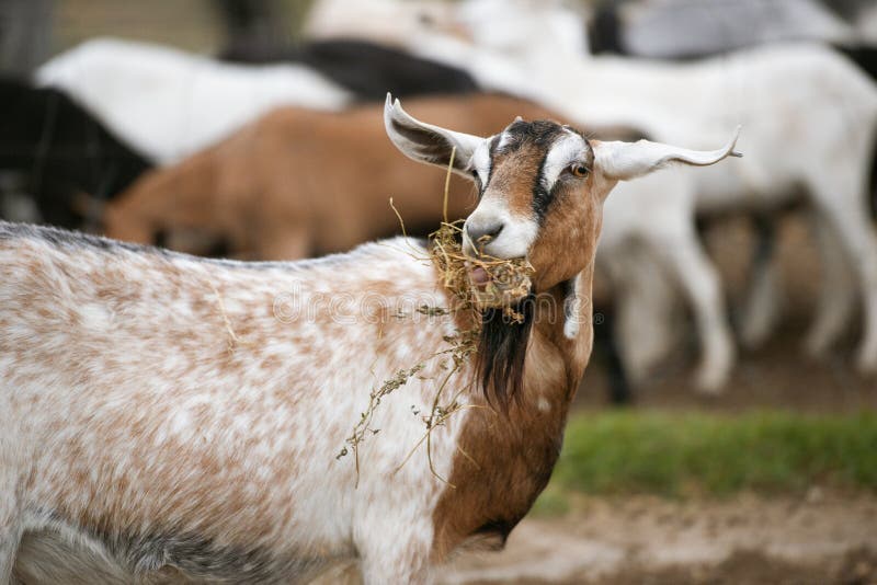 Goats Outside during the Day Stock Photo - Image of nature, goats ...