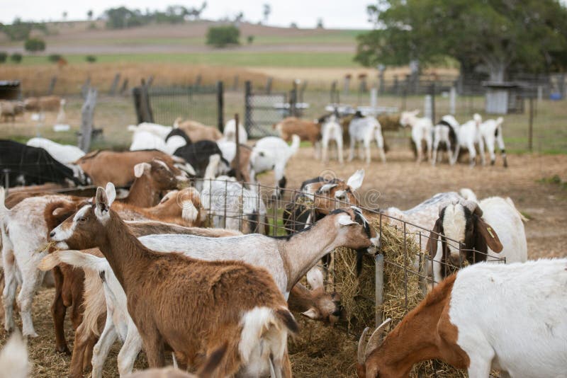 Goats Outside during the Day Stock Photo - Image of soft, cute: 149513192
