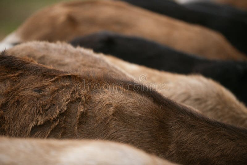 Goats Outside during the Day Stock Image - Image of animals, mammal ...