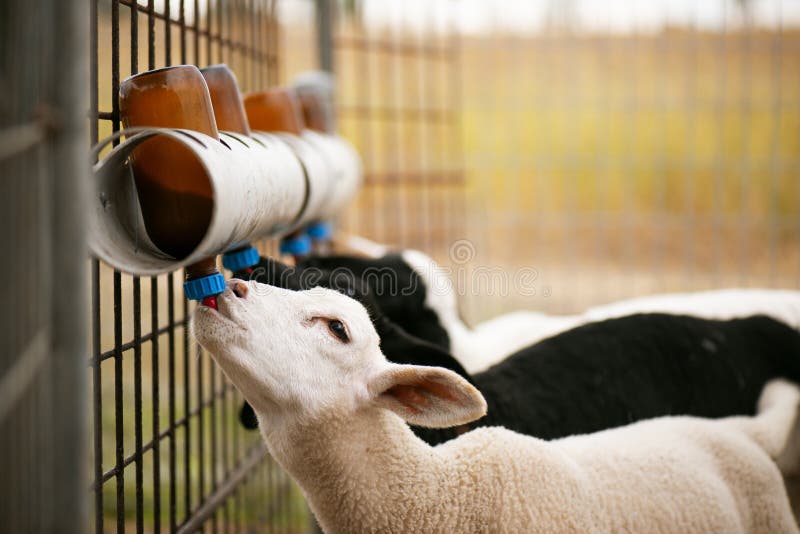 Goats Outside during the Day Stock Photo - Image of farm, nature: 149513588