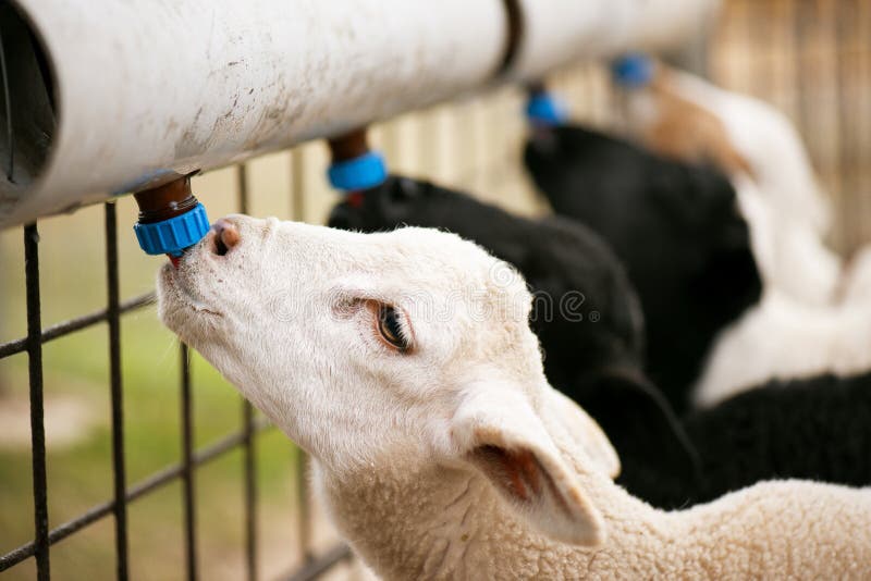 Goats Outside during the Day Stock Image - Image of nature, soft: 149513603