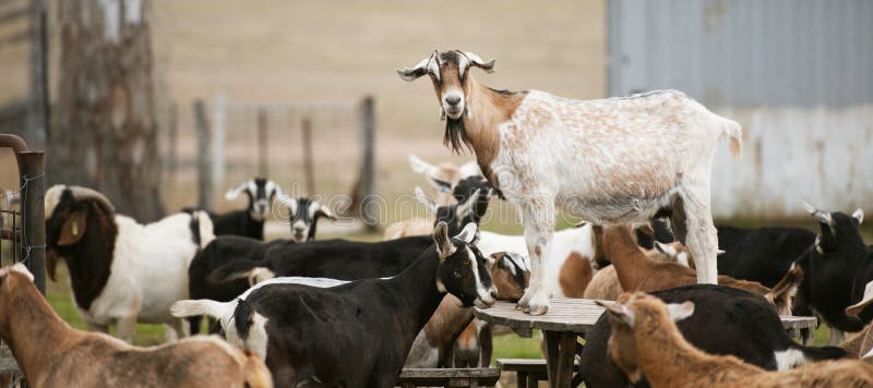 Goats Outside during the Day Stock Photo - Image of farm, hair: 149513630