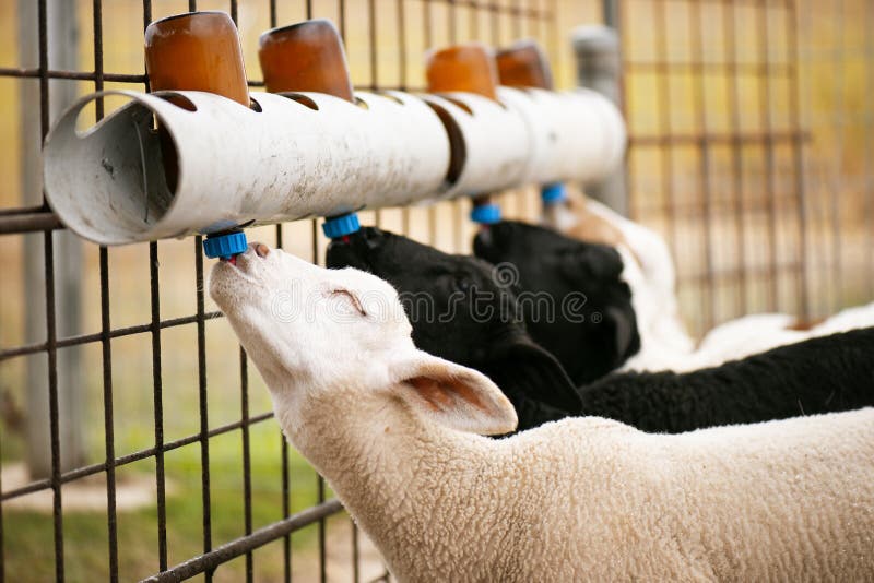 Goats Outside during the Day Stock Photo - Image of hair, mammal: 149513644