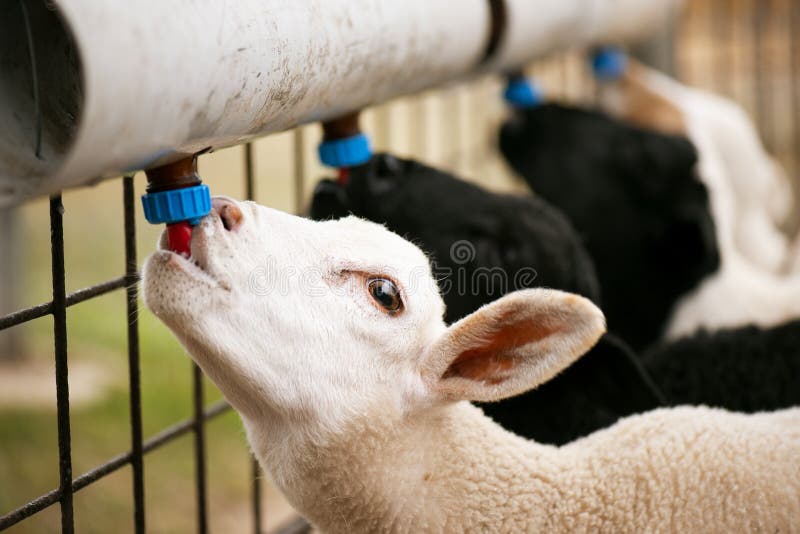 Goats Outside during the Day Stock Photo - Image of soft, farm: 149513674