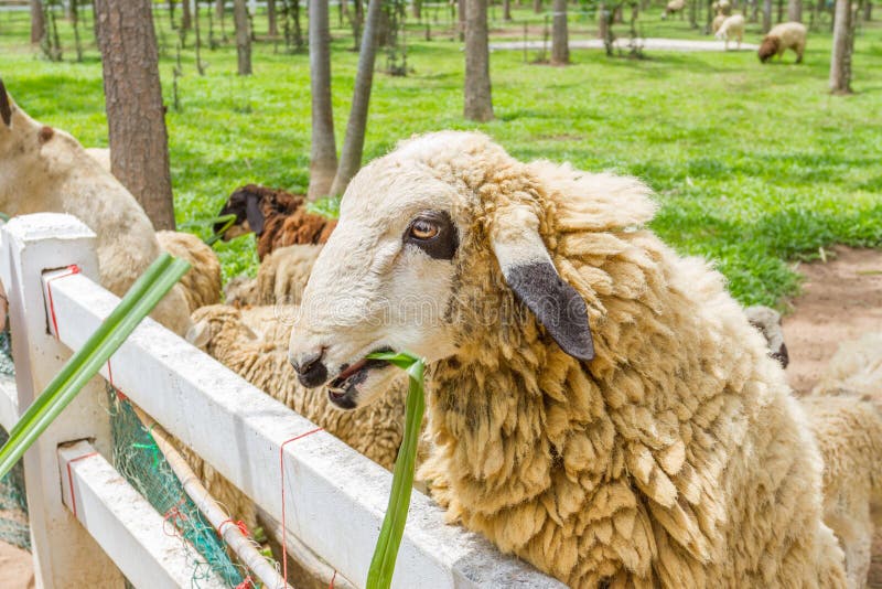 Goats in the paddock stock image. Image of farm, food - 77901549
