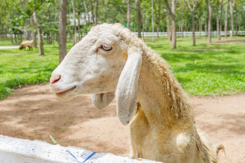 Goats in the paddock stock image. Image of paddock, animal - 77901633