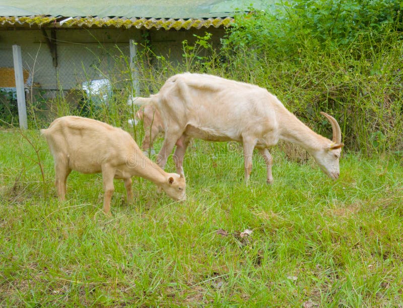 Goats in pasture stock photo. Image of deer, bovine - 203220036