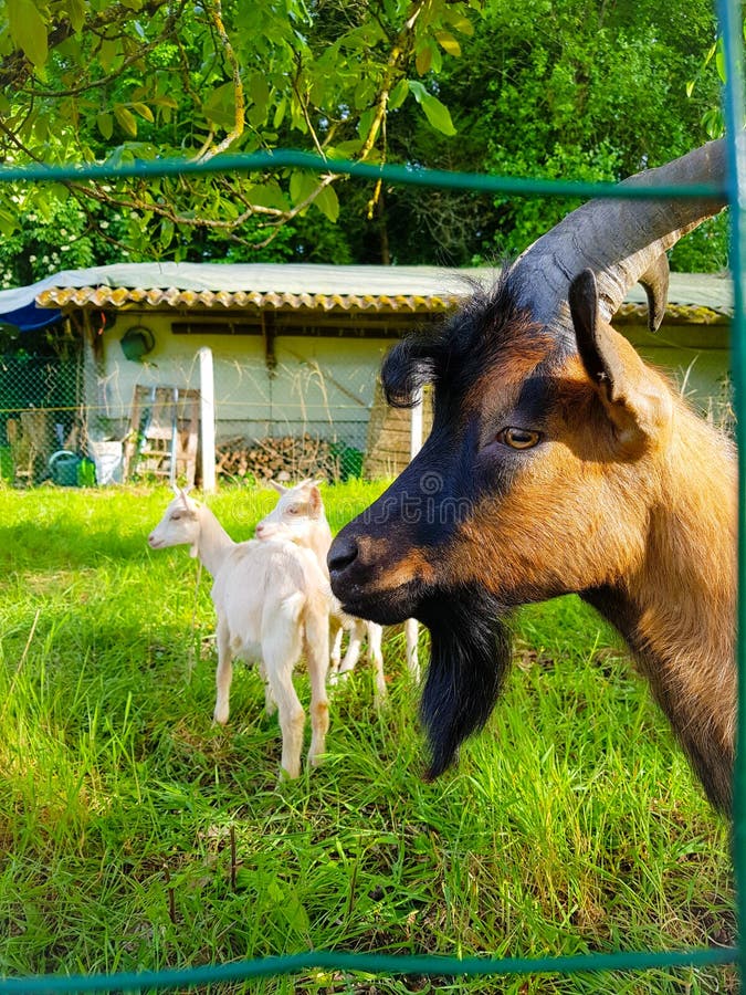 Goats in pasture stock photo. Image of cattle, meadow - 203220480