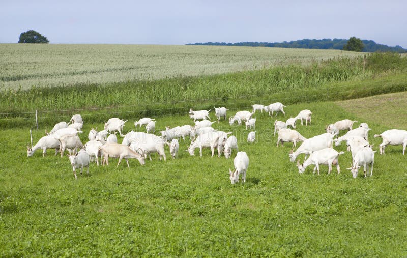 Goats on pasture stock image. Image of herd, flock, animal - 62039811